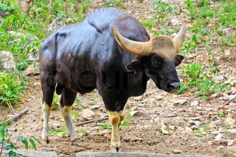 Gaur seladaing Bos gaurus in zoo ... | Stock Photo | Colourbox