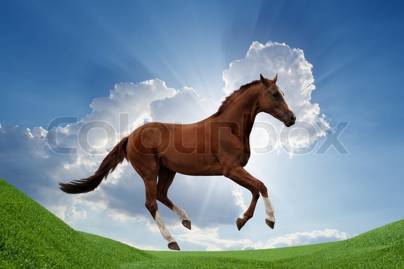 Pferd auf der grünen Wiese | Stock Bild | Colourbox