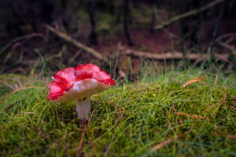 Red fungus mushroom on the forest floor | Stock image | Colourbox