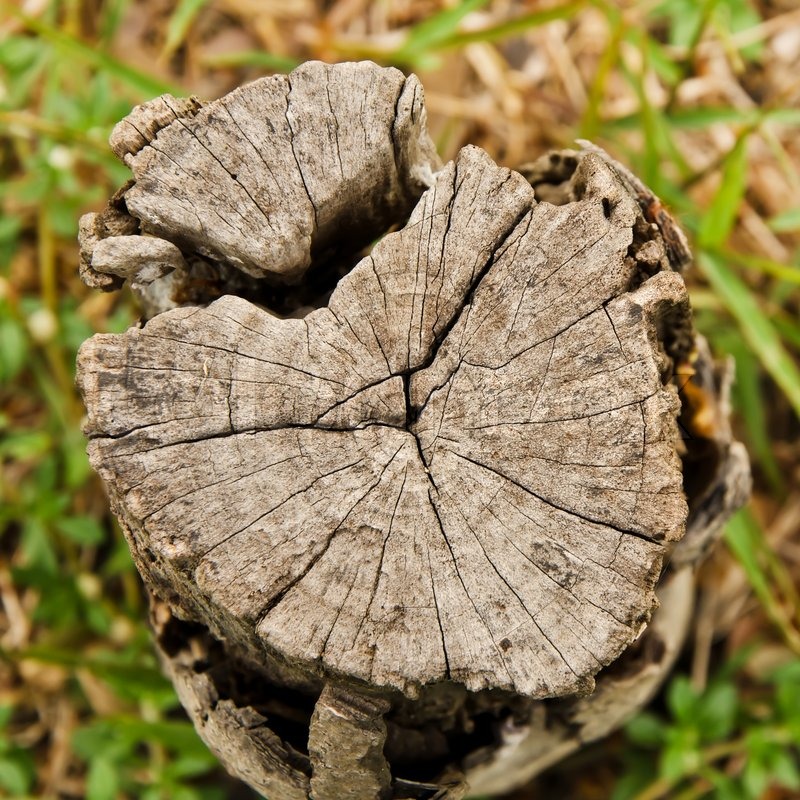 Top view of tree stump in nature | Stock image | Colourbox