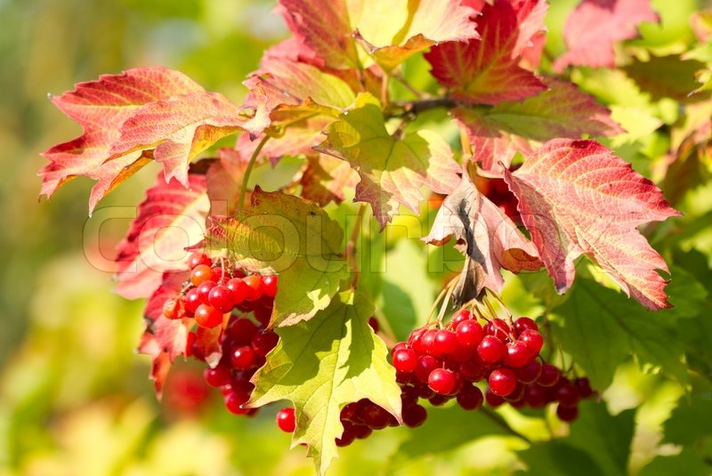 Rote Beeren Viburnum | Stock Bild | Colourbox