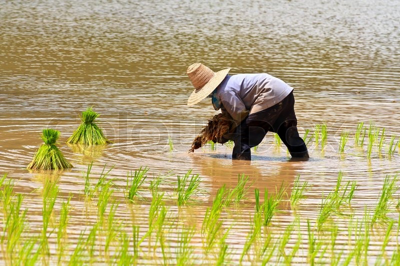 Asian farmer | Stock image | Colourbox