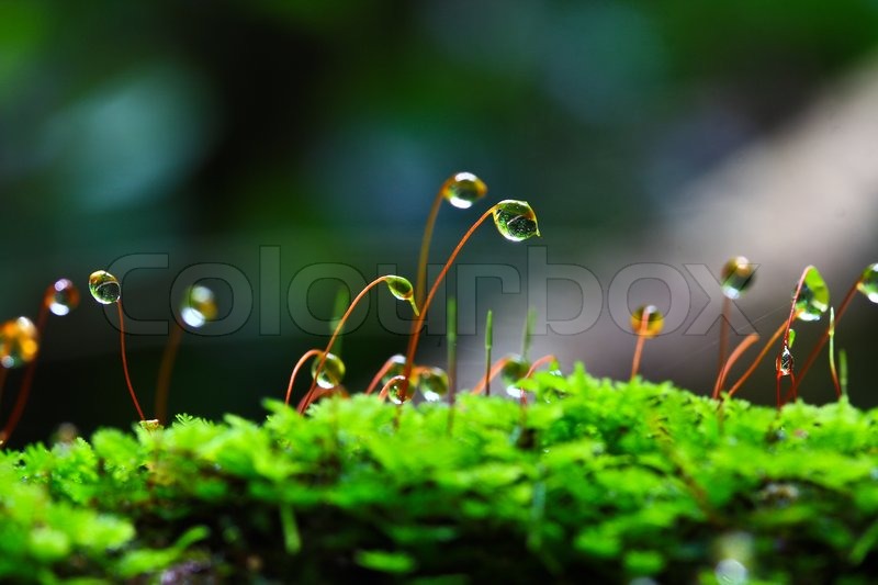 Nahaufnahme Moos im Wald | Stock Bild | Colourbox