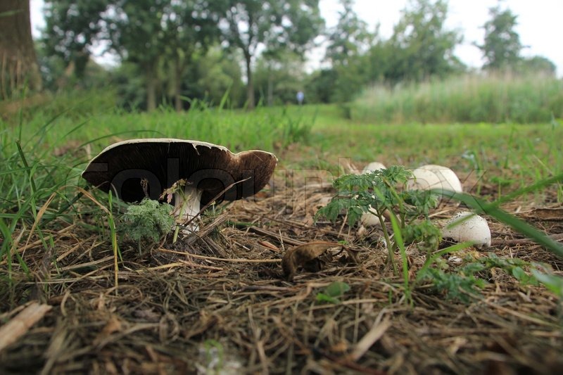 Land of mushrooms. | Stock Photo | Colourbox