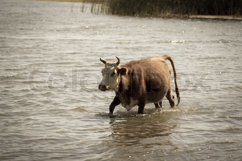 Cow in the water on the lake | Stock image | Colourbox