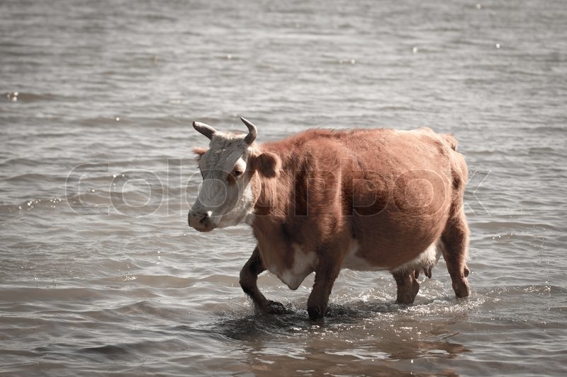 Cow in the water on the lake | Stock image | Colourbox