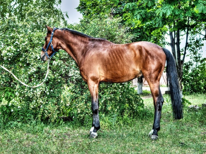 Schöne braune Pferd | Stock Bild | Colourbox