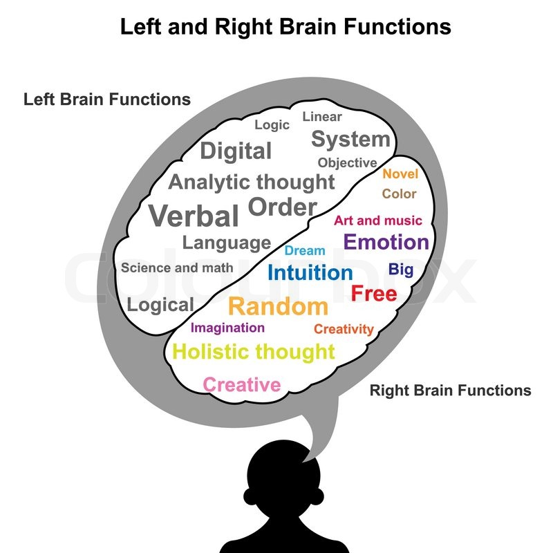 Left and Right brain function ... | Stock vector | Colourbox