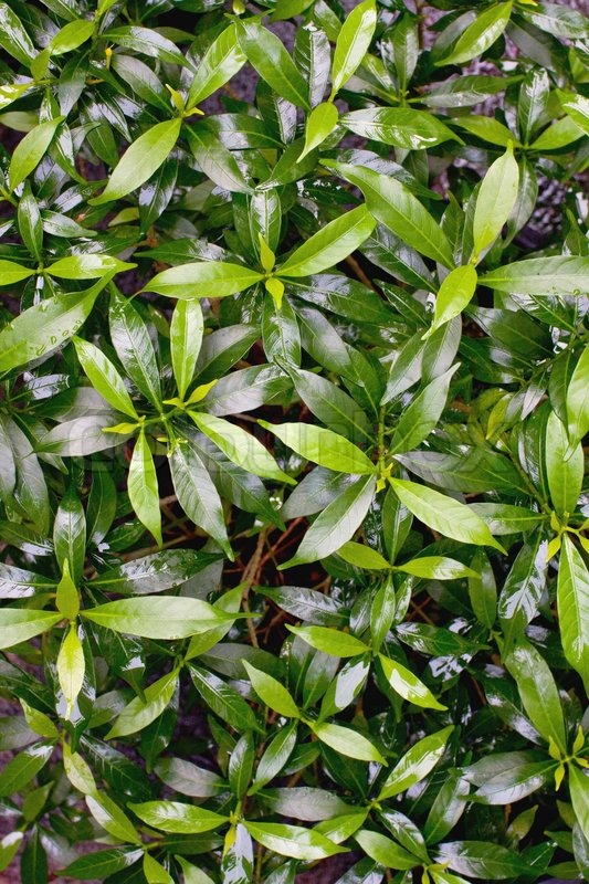 Grüne Blätter Textur Hintergrund | Stock Bild | Colourbox