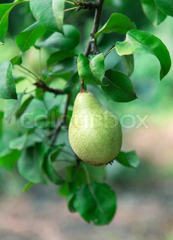 Pear | Stock image | Colourbox