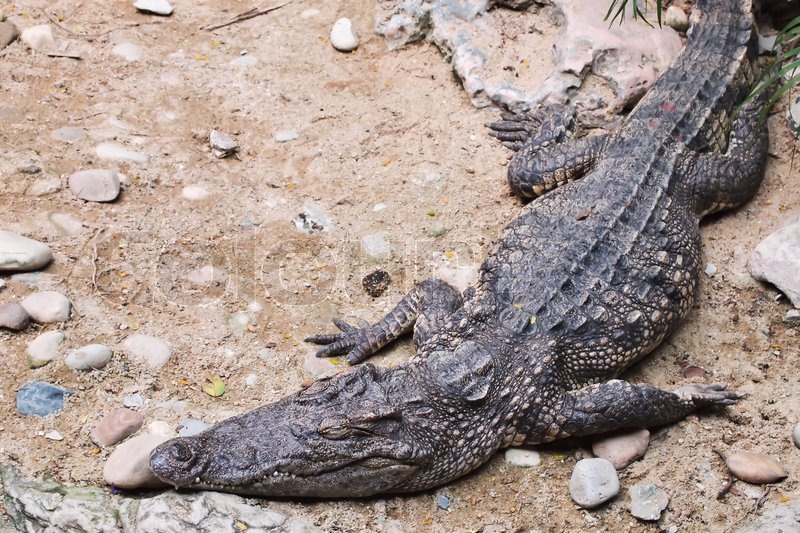 Crocodile | Stock image | Colourbox