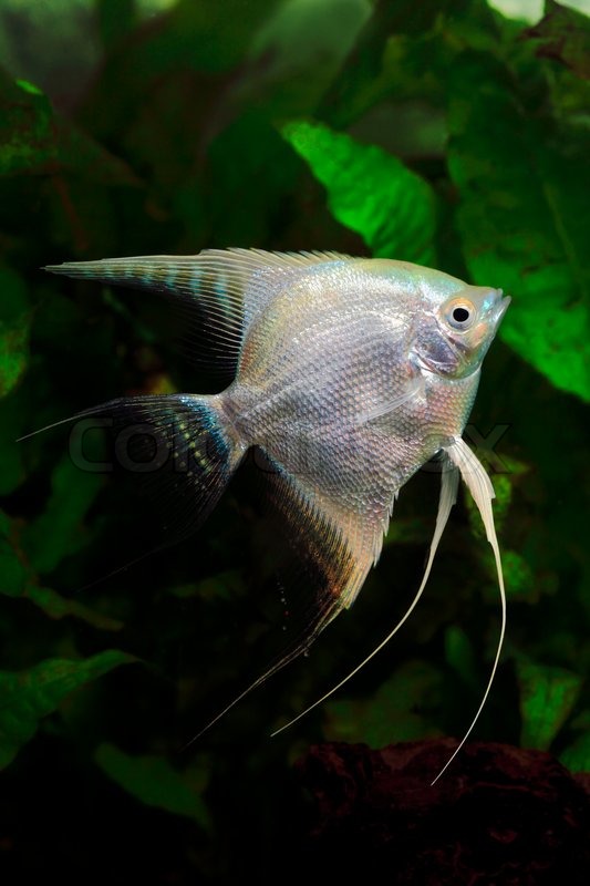 Silver Angelfish