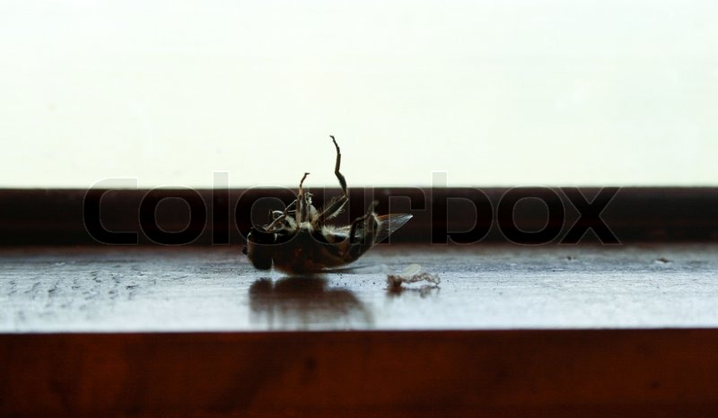 Tote Fliege | Stock Bild | Colourbox