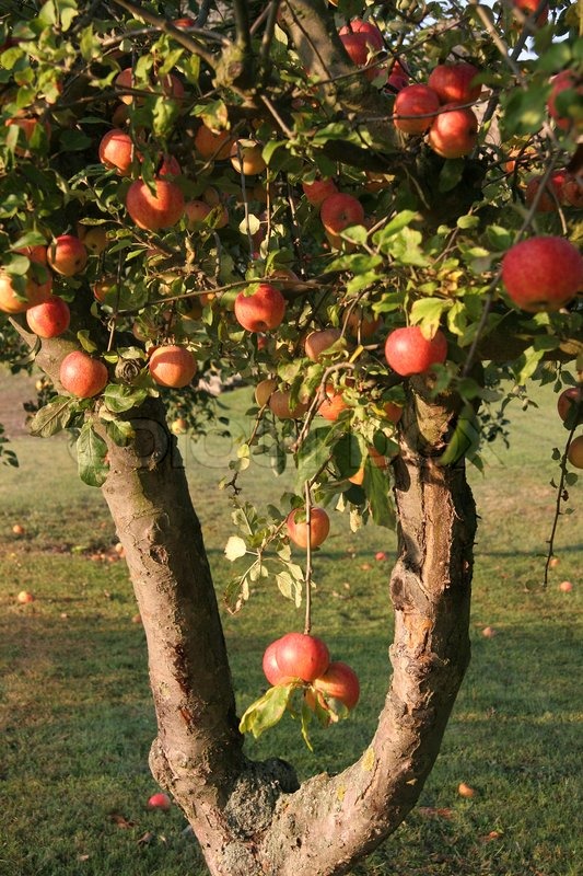 Apfelbaum | Stock Bild | Colourbox