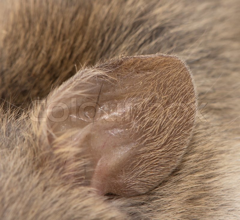 Ear of the mouse. macro | Stock image | Colourbox