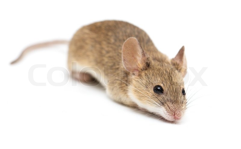 Bist Du Müde Kleine Maus