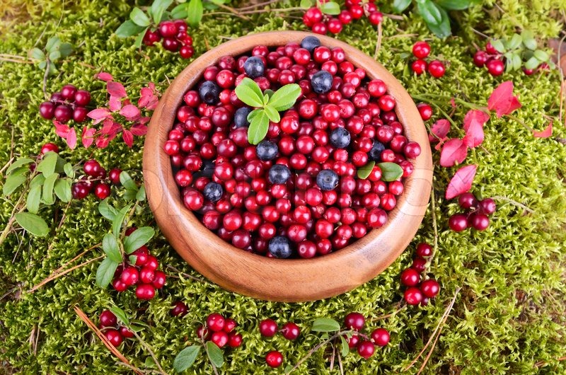 Herbst Beeren in Moos | Stock Bild | Colourbox