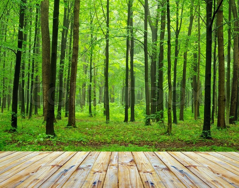 Wald Free Stock Photos