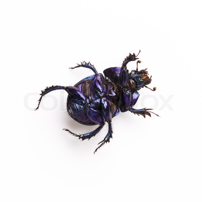Purple black scarab lying on her back ... | Stock Bild | Colourbox