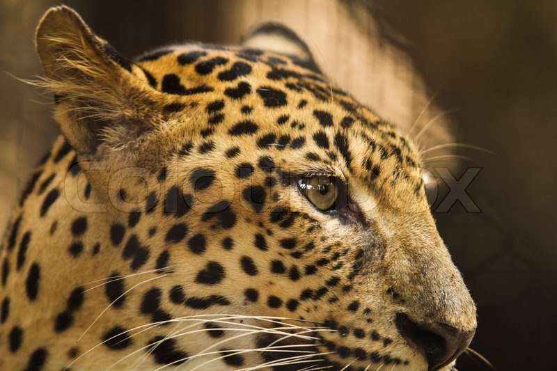 Eye of the Leopard | Stock Bild | Colourbox