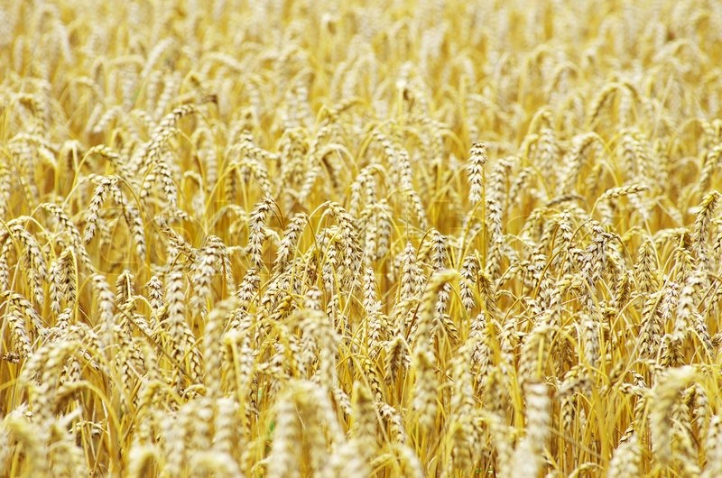 Weizen | Stockfoto | Colourbox