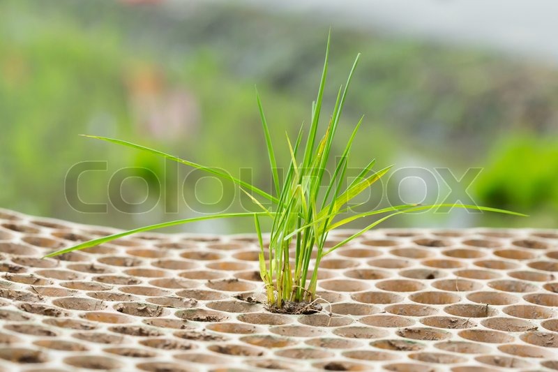 Close up rice seedlings in nursery tray | Stock image | Colourbox