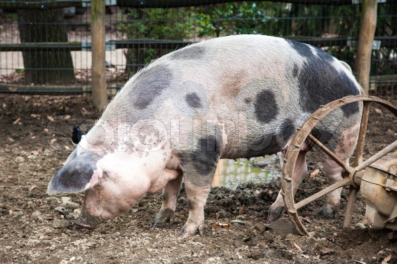 Schwein | Stock Bild | Colourbox