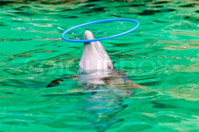 Dolphin playingwith a hoop | Stock image | Colourbox