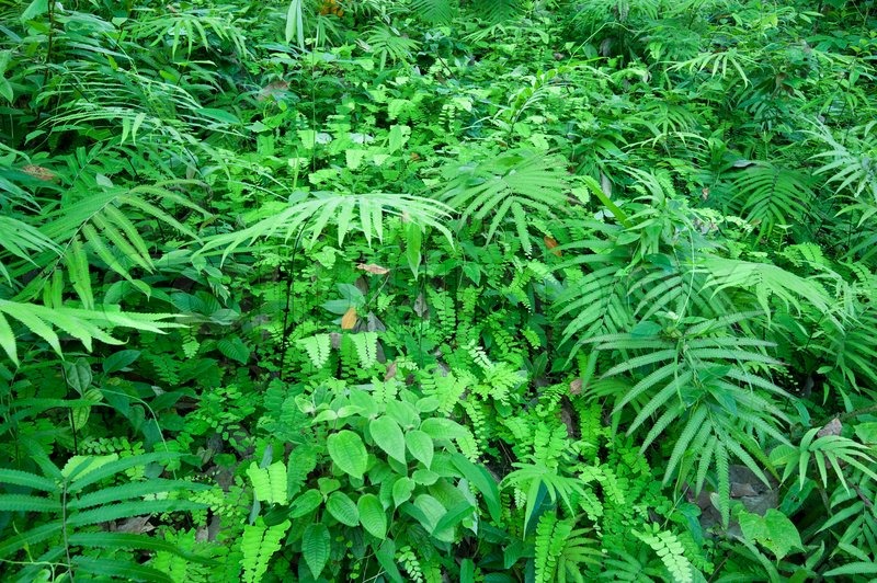 Jungle grass background | Stock image | Colourbox