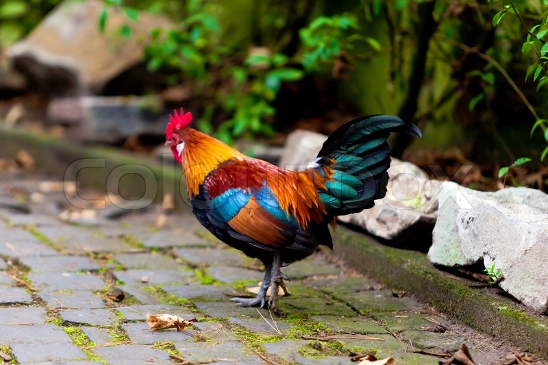 Beautiful Rooster | Stock Photo | Colourbox