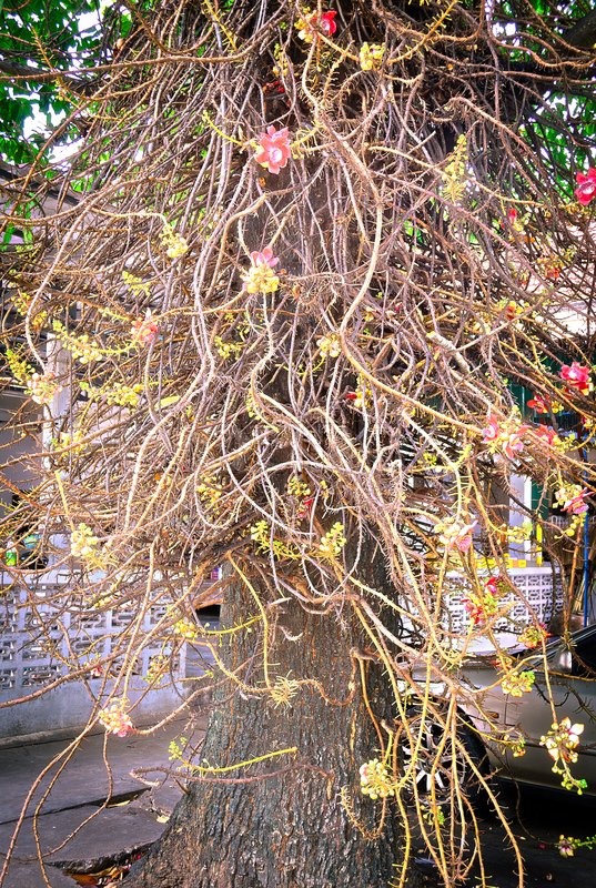 Sala Tree, the Symbol Flower and Tree ... | Stock image | Colourbox