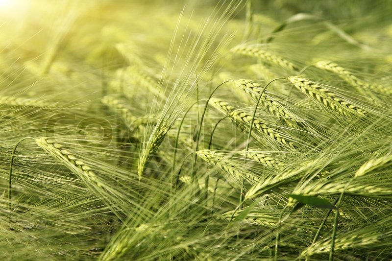 Weizen | Stock Bild | Colourbox