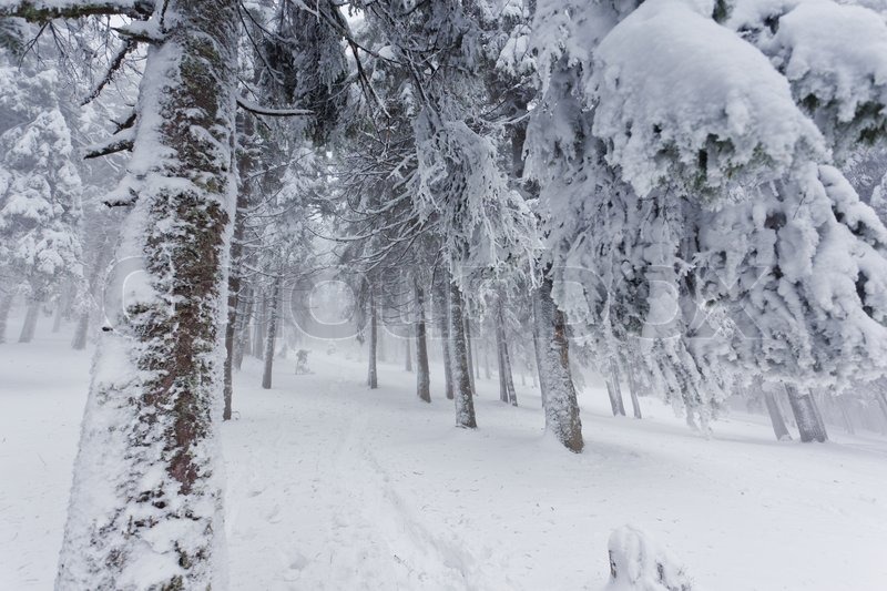 Vinter | Stock foto | Colourbox