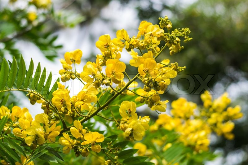 Cassod tree, cassia siamea or siamese ... | Stock image | Colourbox