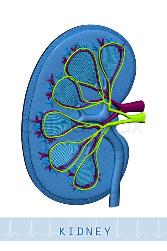 Anatomisk tegning af en nyre | Stock foto | Colourbox