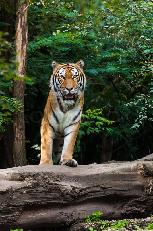 Tiger | Stock Bild | Colourbox