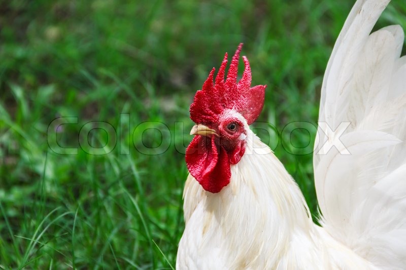 White Rooster Portrait, Close up on ... | Stock image | Colourbox