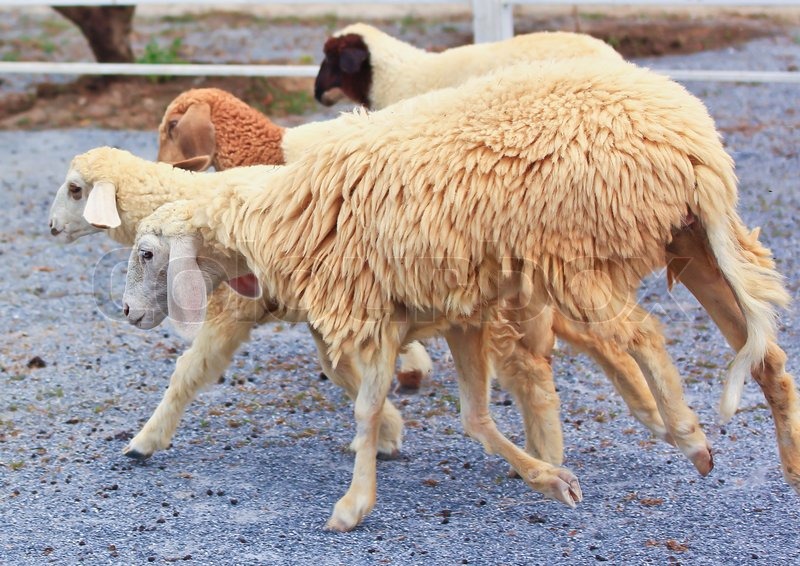 Sheep on the farm | Stock image | Colourbox