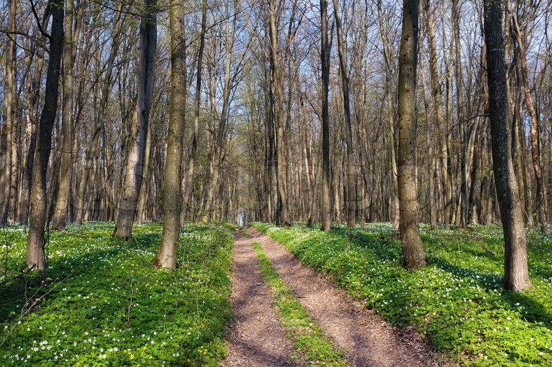 Wald | Stock Bild | Colourbox