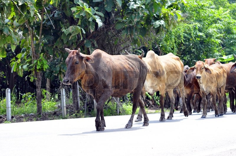 Asian cows | Stock image | Colourbox