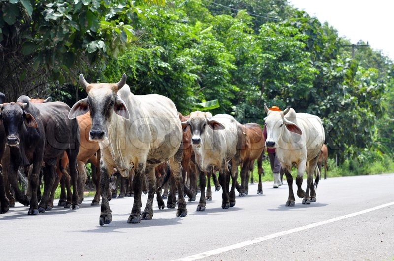 Asian cows | Stock image | Colourbox