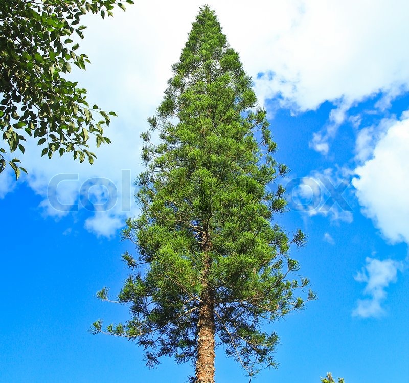 Blue sky Pine | Stock image | Colourbox