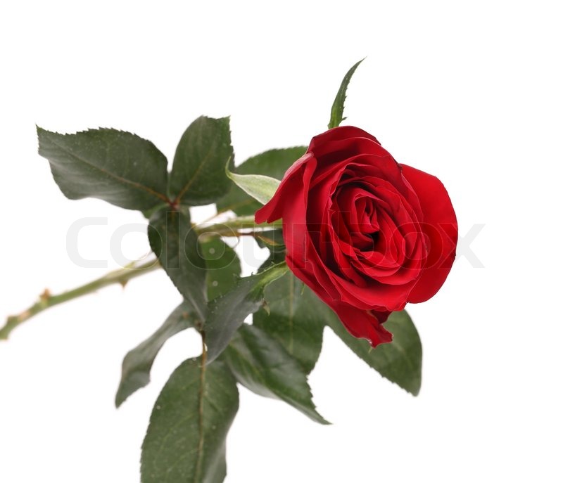 Rød rose | Stock foto | Colourbox