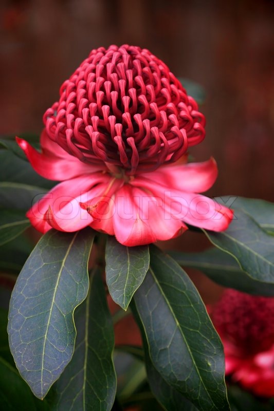The showy flowers of the waratah ... | Stock image | Colourbox