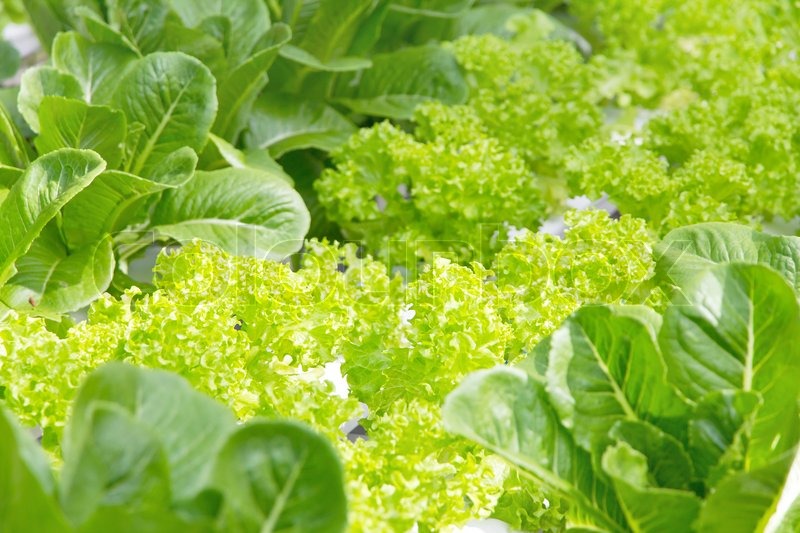 Vegetable Farm Wallpaper