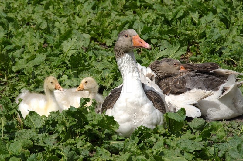 Inländische Gans mit Küken | Stock Bild | Colourbox