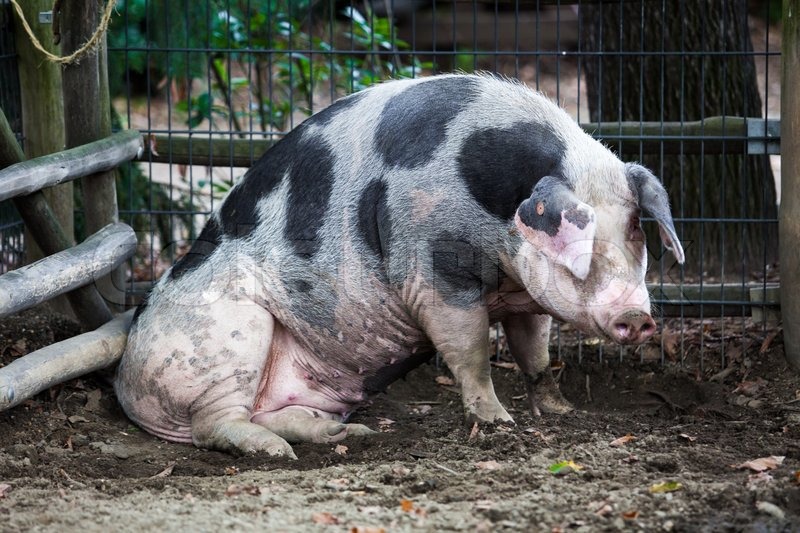 Schwein | Stock Bild | Colourbox