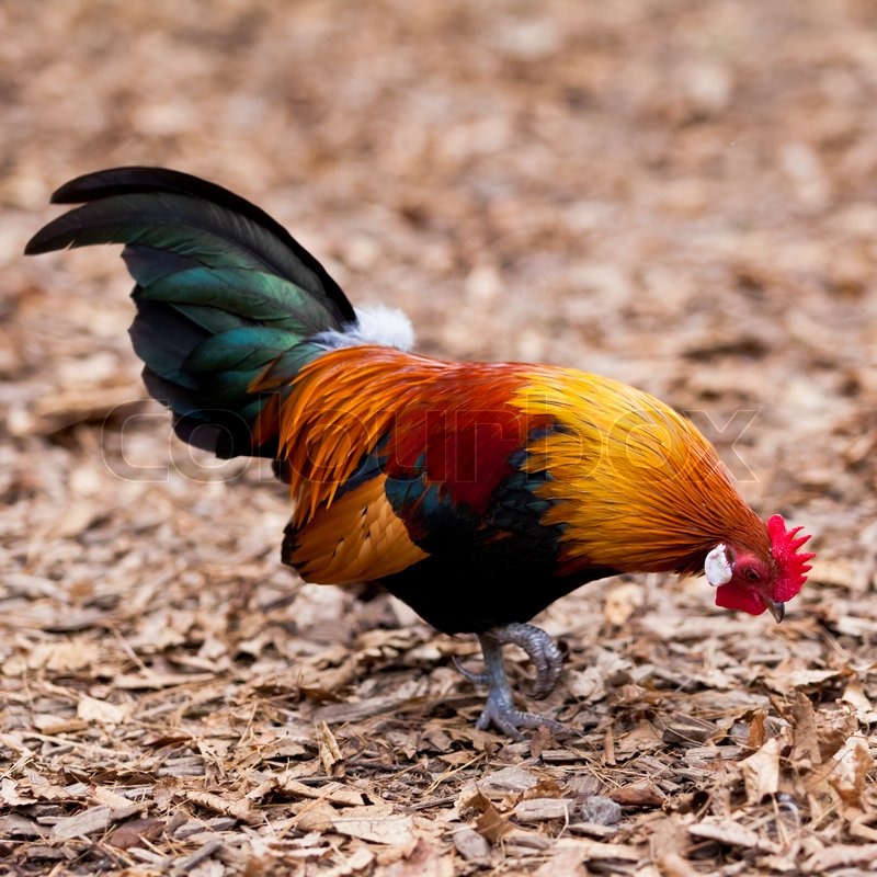 Beautiful Rooster Stock Image Colourbox