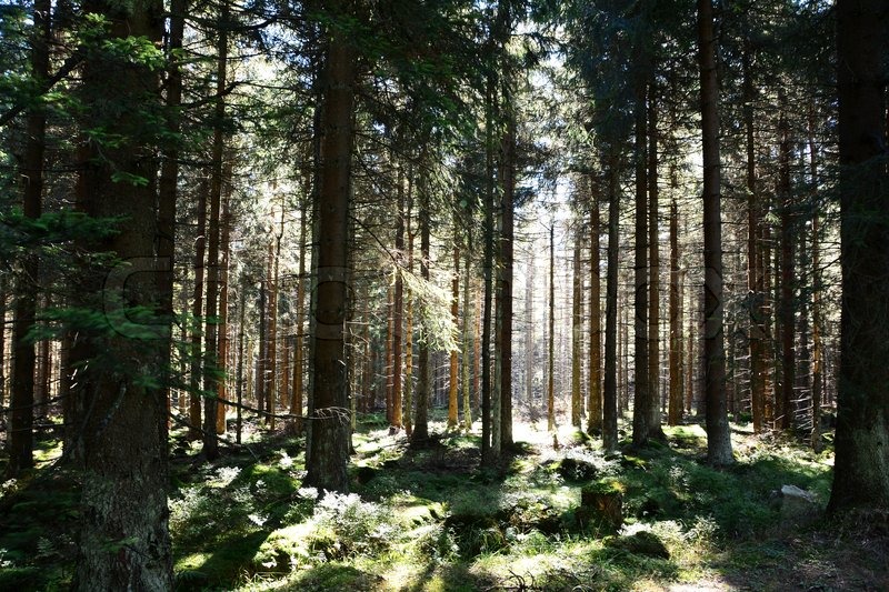 Romantic forest on a hiking trail at ... | Stock image | Colourbox