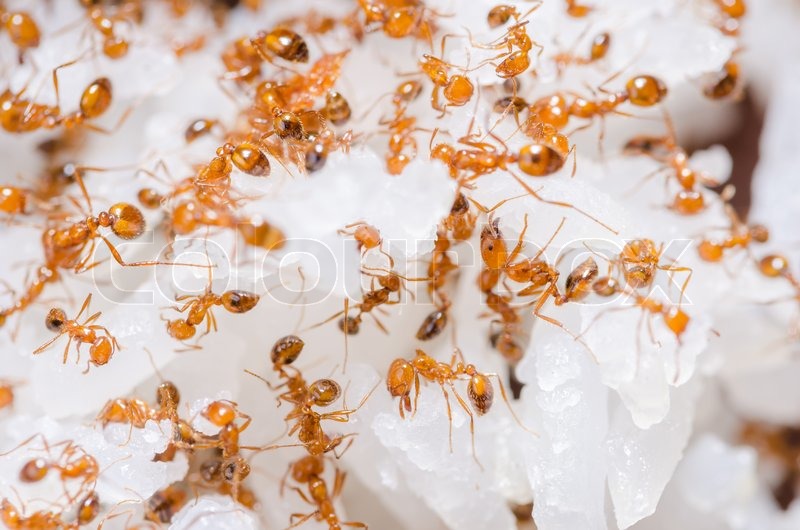Red fire ants on the rice in home | Stock image | Colourbox